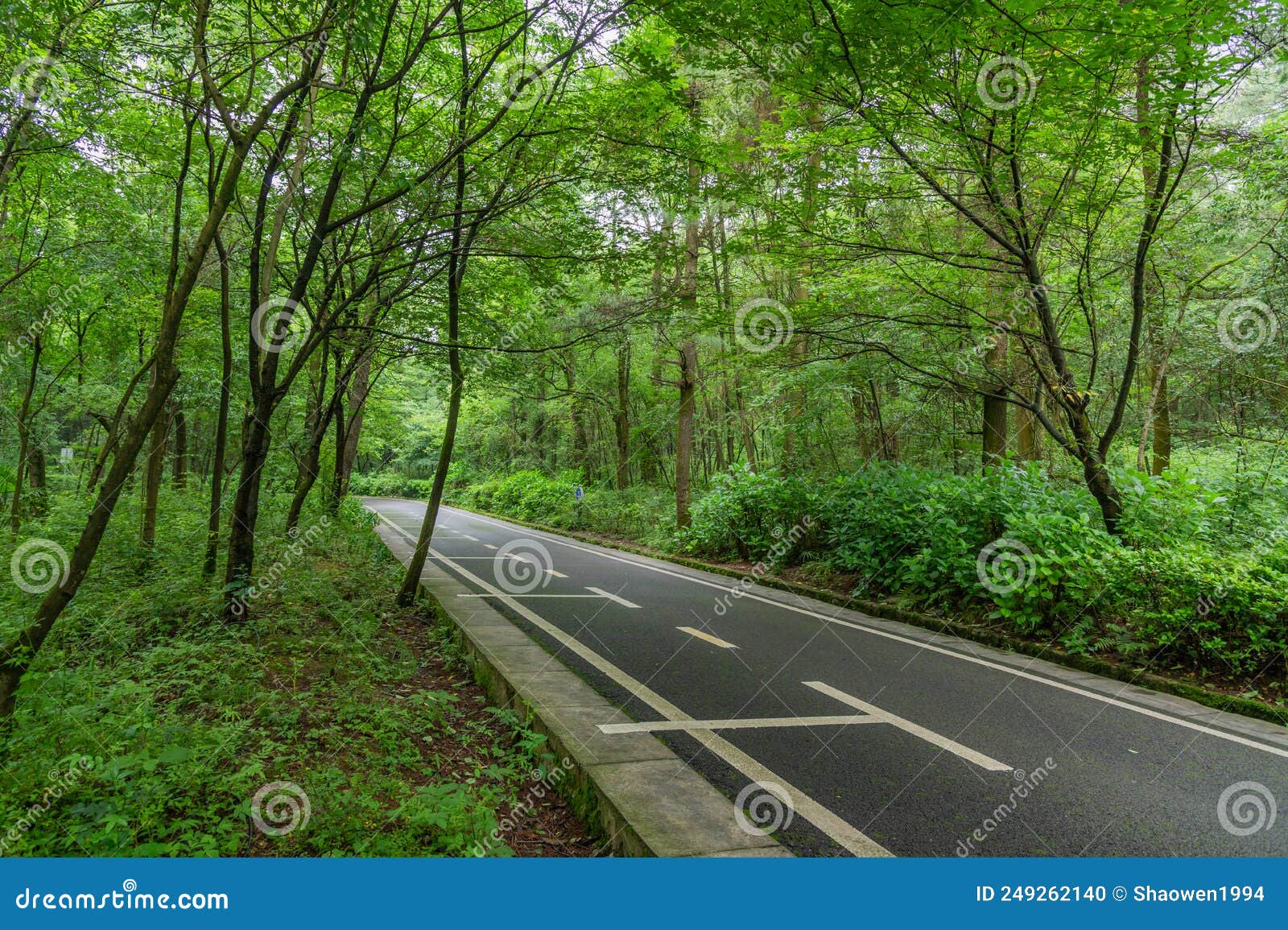 Straight road stock photo. Image of natural, clean, leaves - 249262140