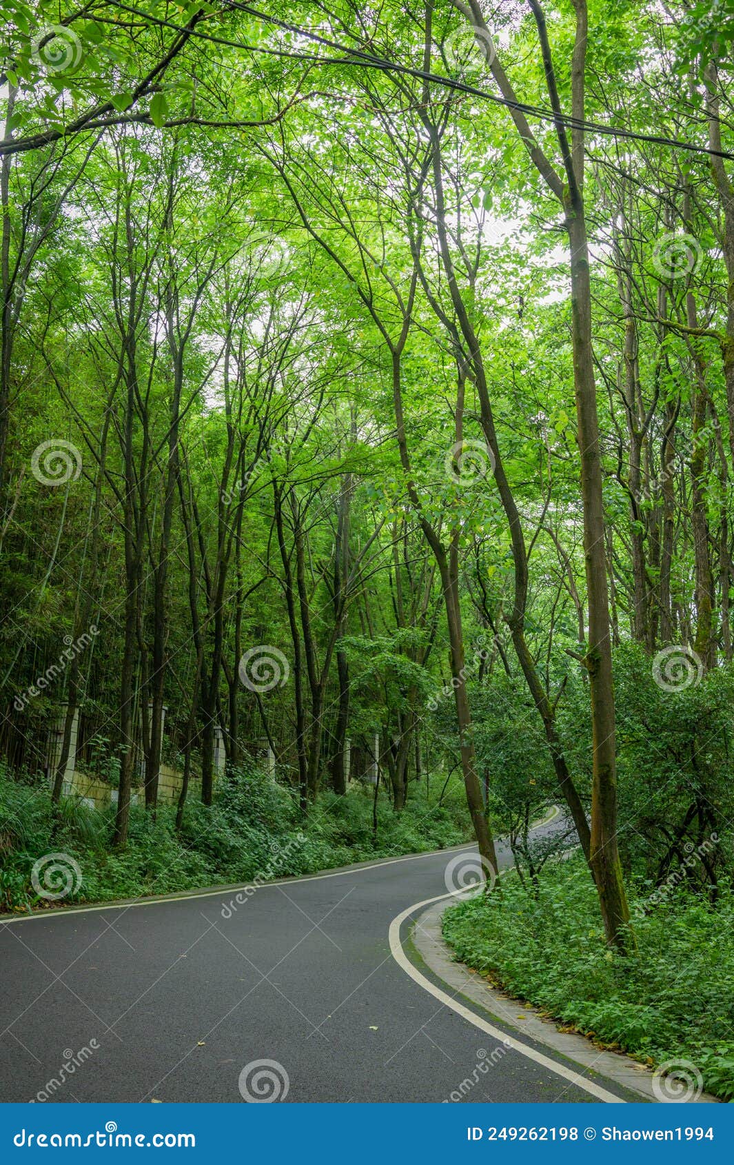 Winding road stock photo. Image of natura, curve, park - 249262198