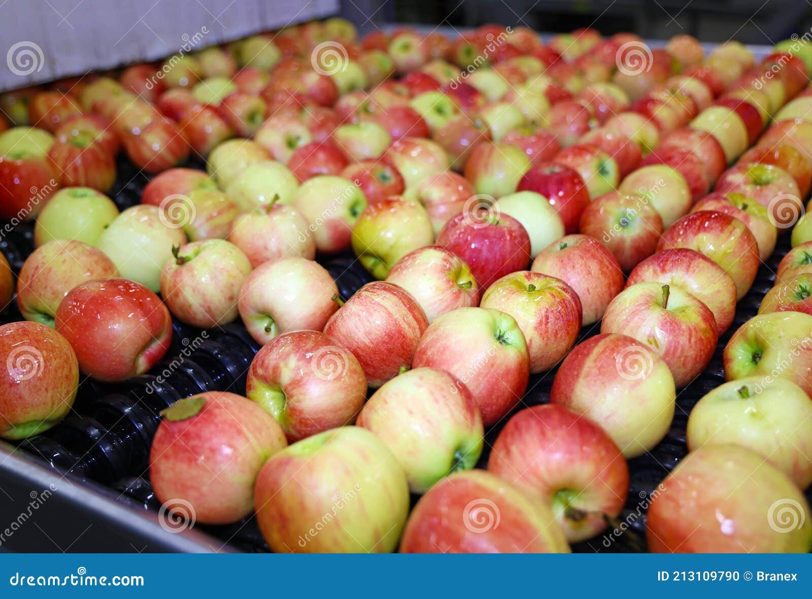 Clean Fresh Apples Moving on Conveyor in a Fruit Packing Warehouse ...