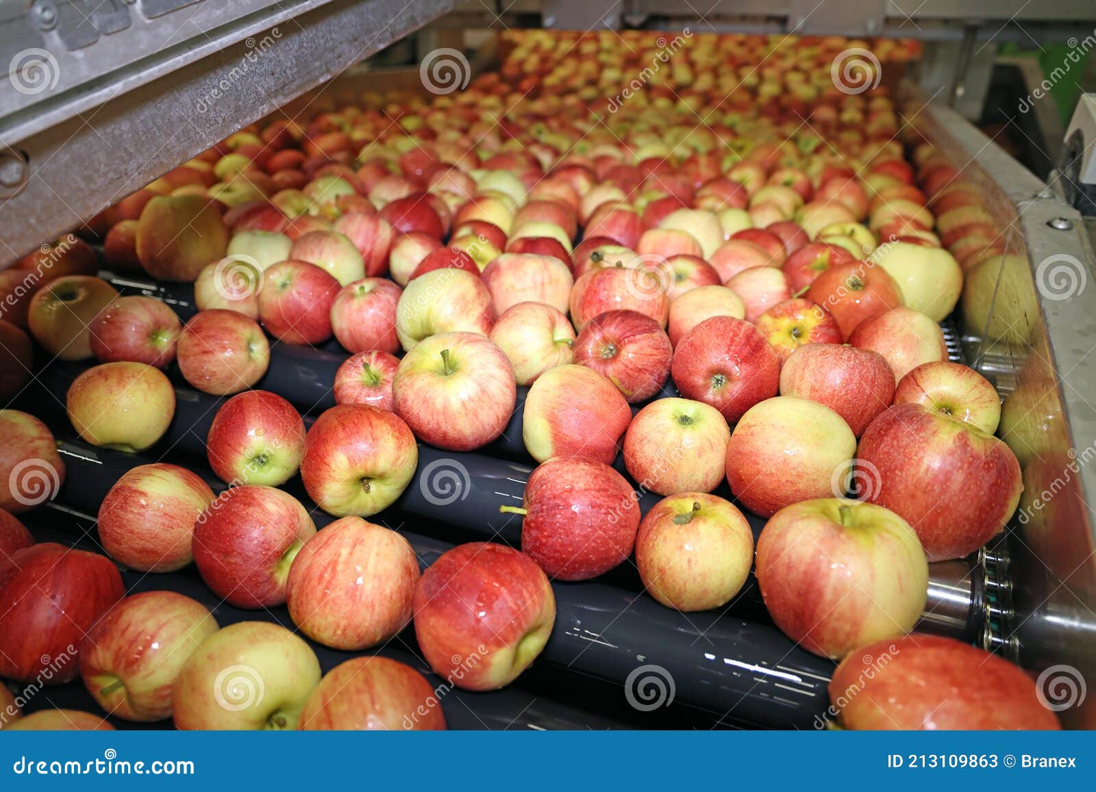 Clean Fresh Apples Moving on Conveyor in a Fruit Packing Warehouse ...