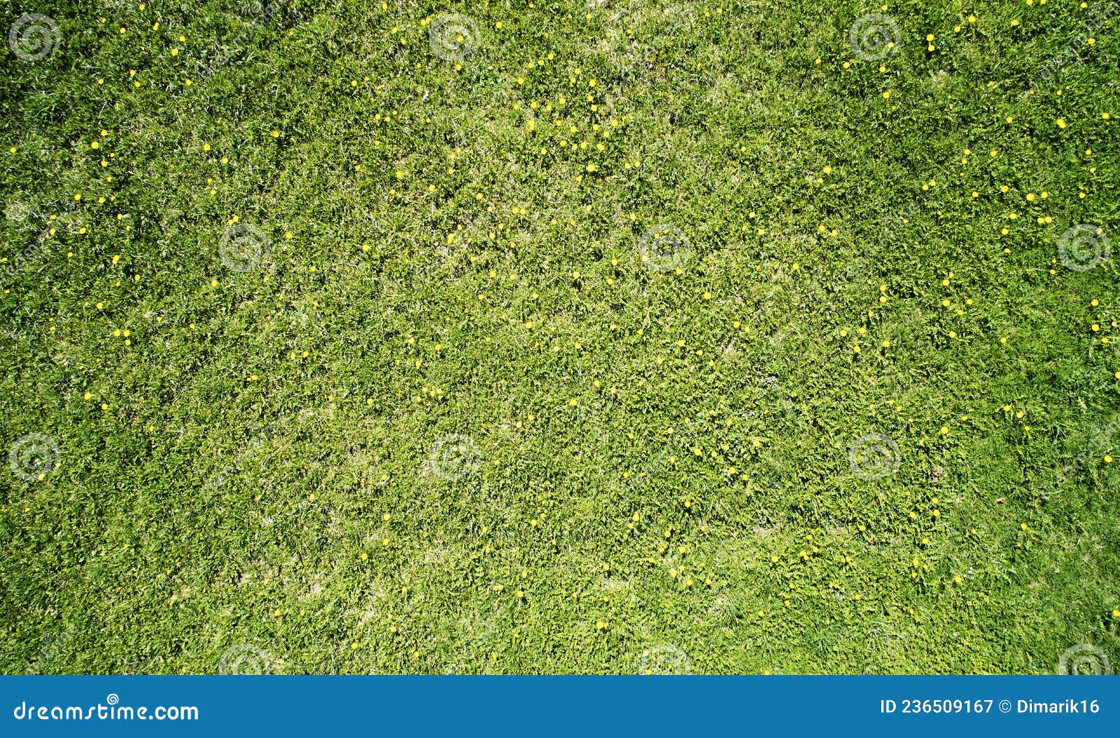 Clean Fresh Green Grass Background Stock Image - Image of natural ...