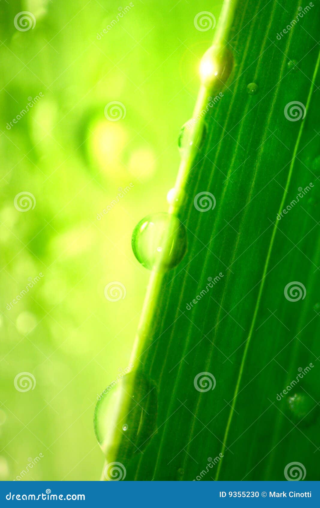 Clean fresh green leaves stock photo. Image of greenery - 9355230