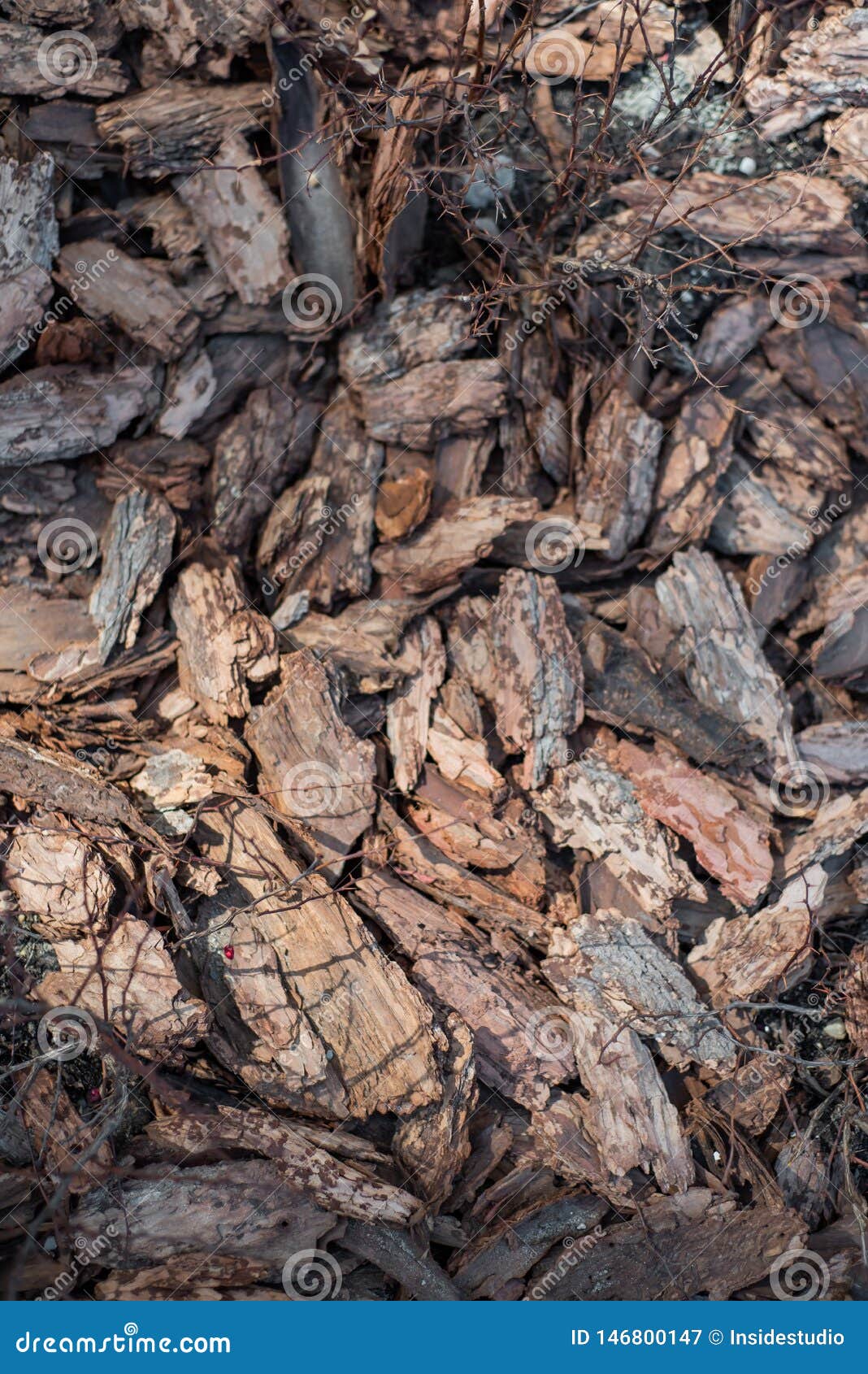 Clean, Fresh, Pine Bark Mulch Beautifully Illuminated by the Sun Stock ...