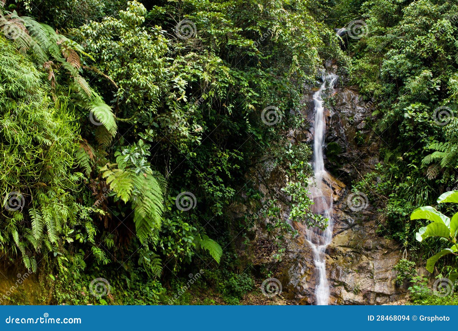 Clean Fresh Water Stream Flowing Stock Photo - Image of flow, mossy ...