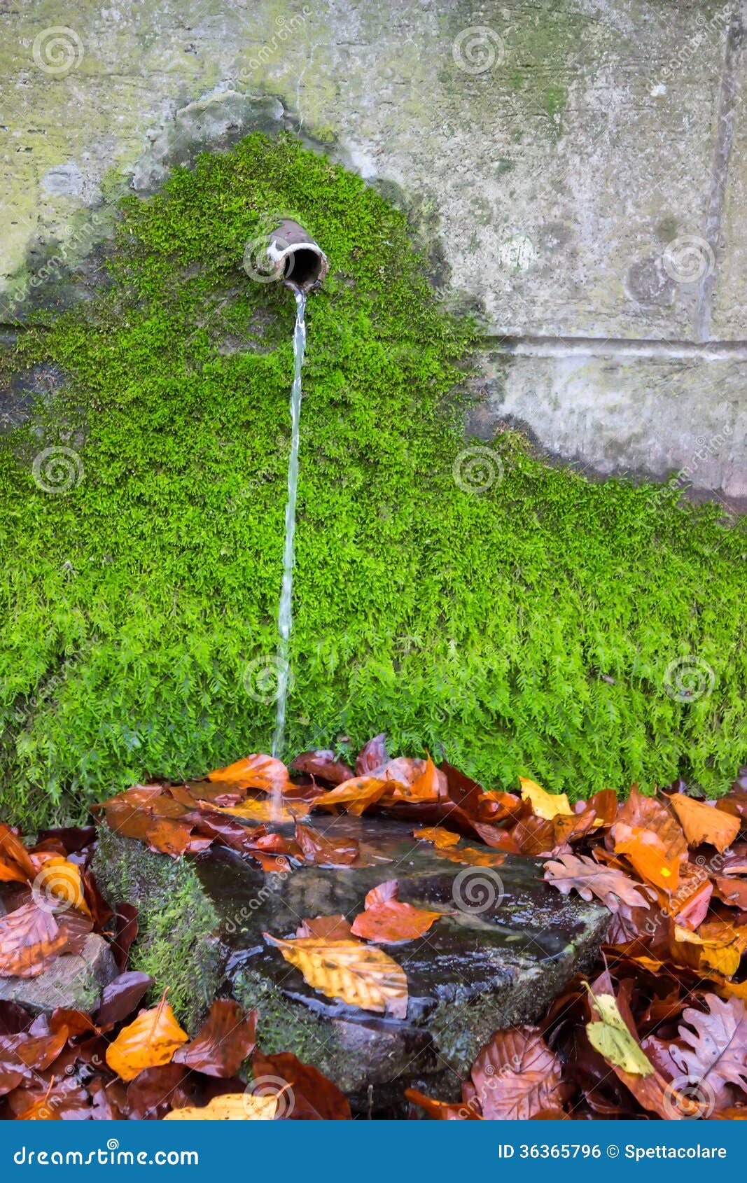 Clean Fresh Water from Water Source with Green Moss Stock Photo - Image ...