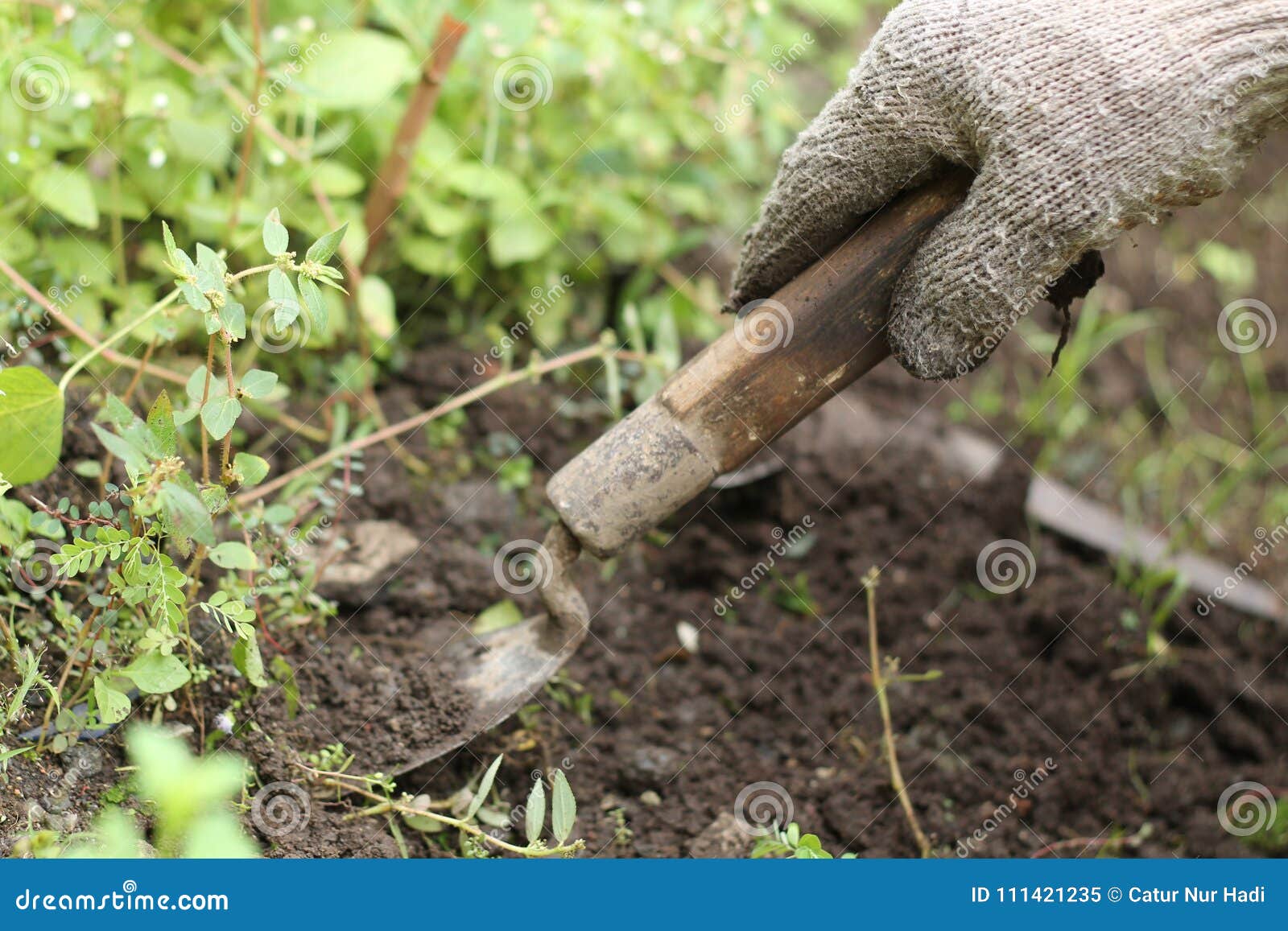 Clean the Grass in the Yard, Version 3 Stock Image - Image of seeds ...