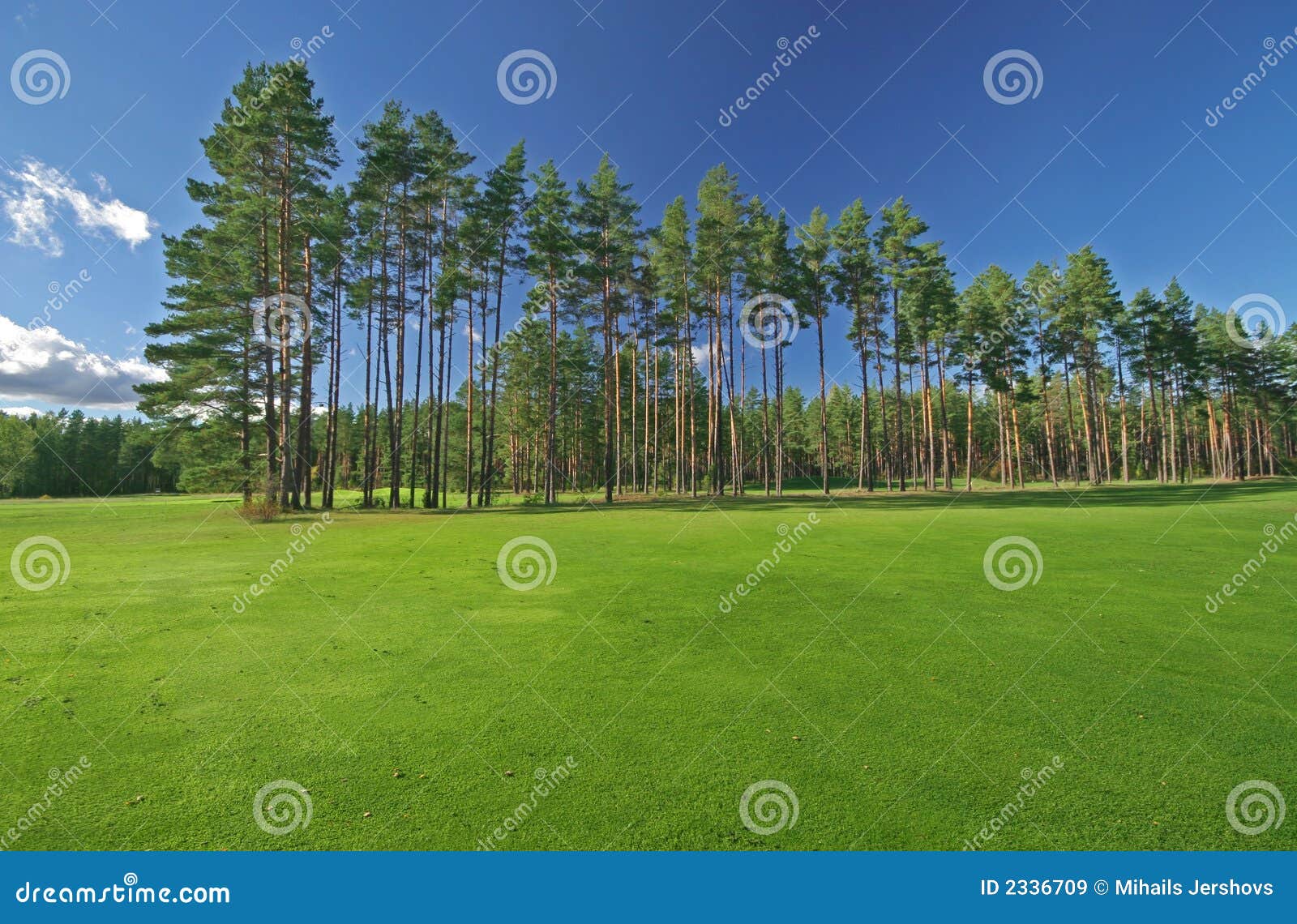 Clean Green Field and Pines Stock Image - Image of grass, lawn: 2336709