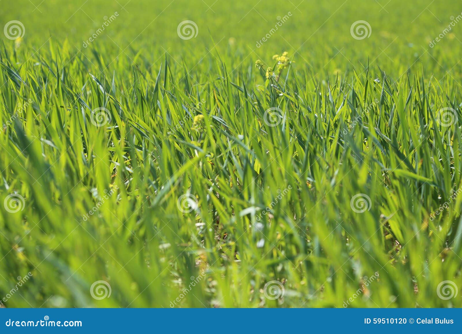 Clean green grass stock photo. Image of modern, lawn - 59510120