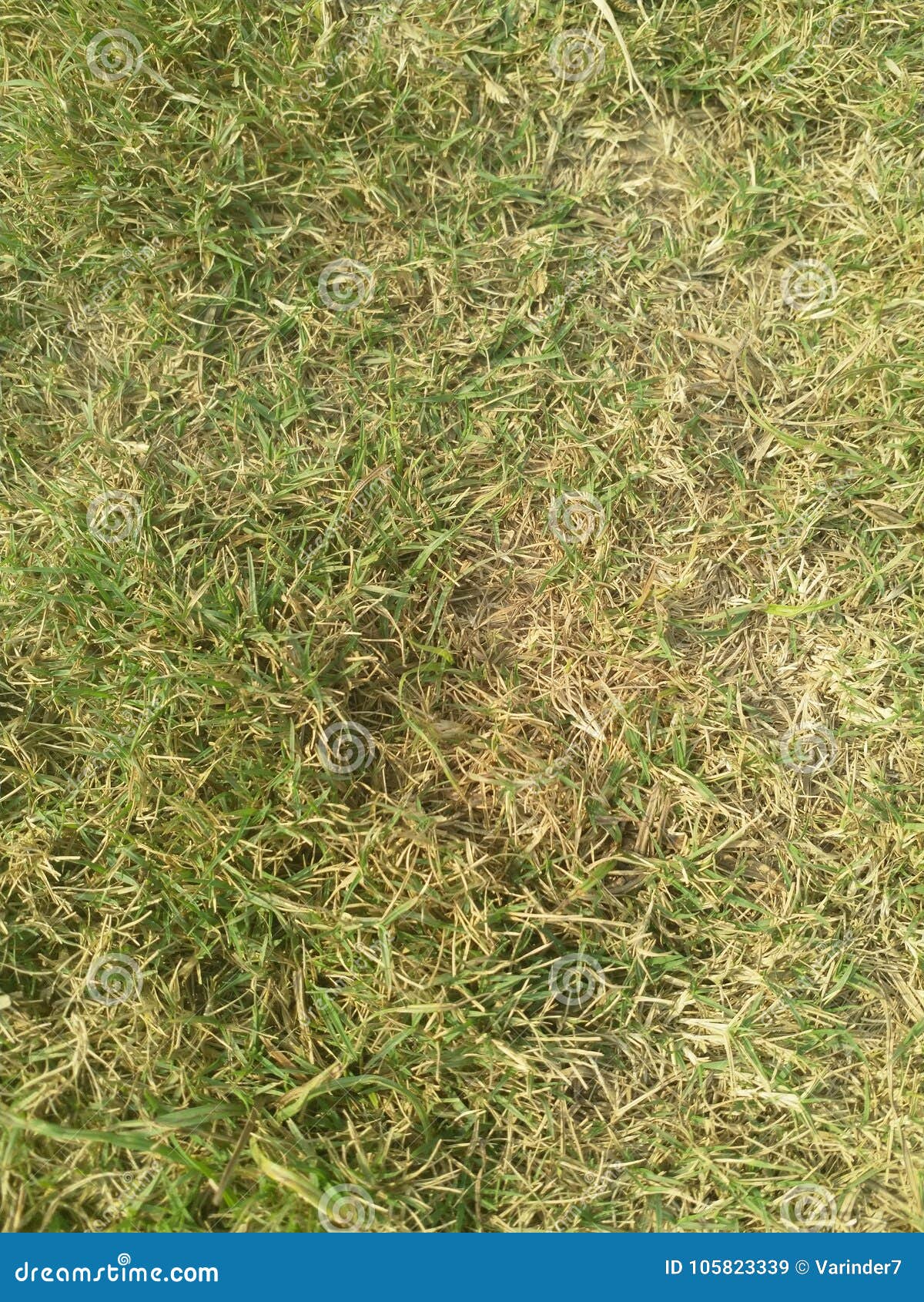 Clean Green Grass in High Resolution Stock Image - Image of background ...