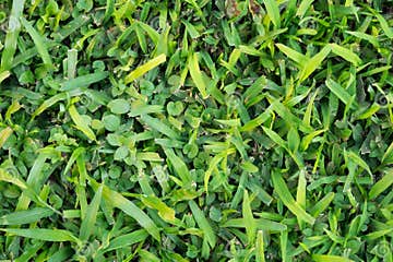 Clean green grass texture stock photo. Image of pattern - 323310720
