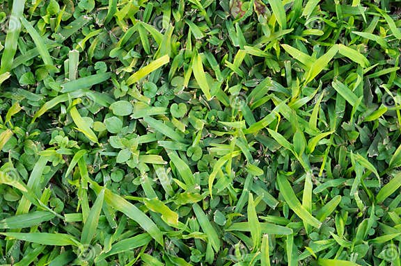 Clean green grass texture stock photo. Image of pattern - 323310720