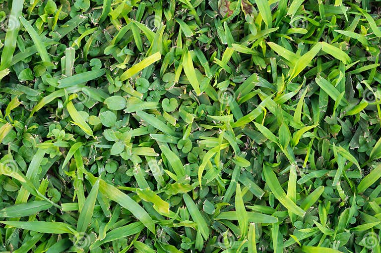 Clean green grass texture stock photo. Image of pattern - 323310720