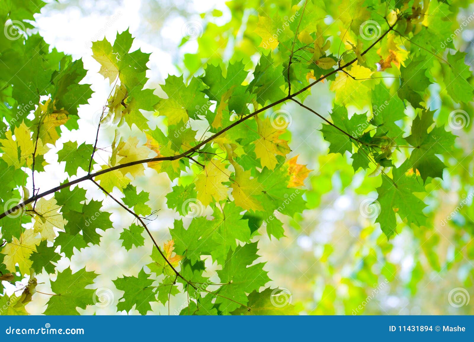 Clean green leaves stock photo. Image of fresh, background - 11431894