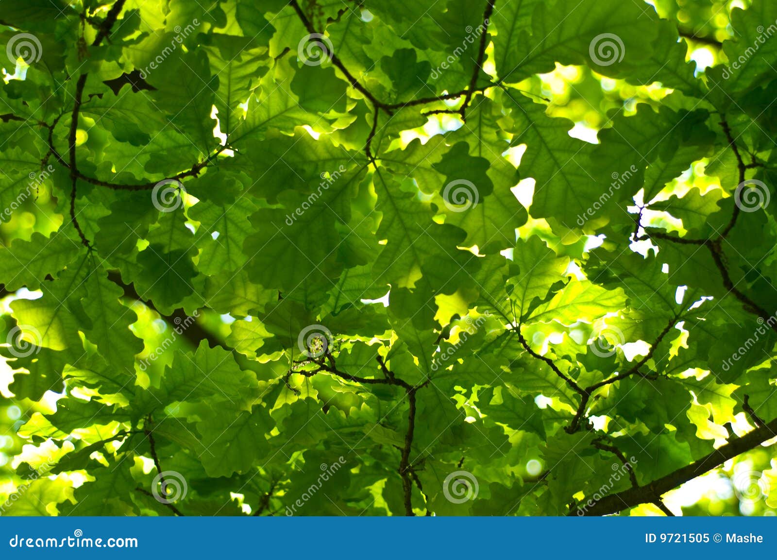 Clean green leaves stock image. Image of lush, spring - 9721505