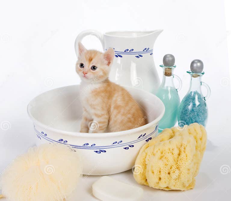 Clean kitten stock image. Image of eyes, feline, charming - 5697389