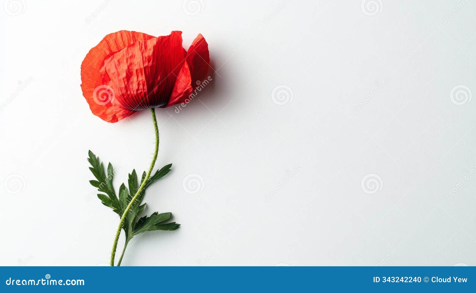 Clean Layout with Room for Copy beside a Simple Red Poppy Flower. Stock ...