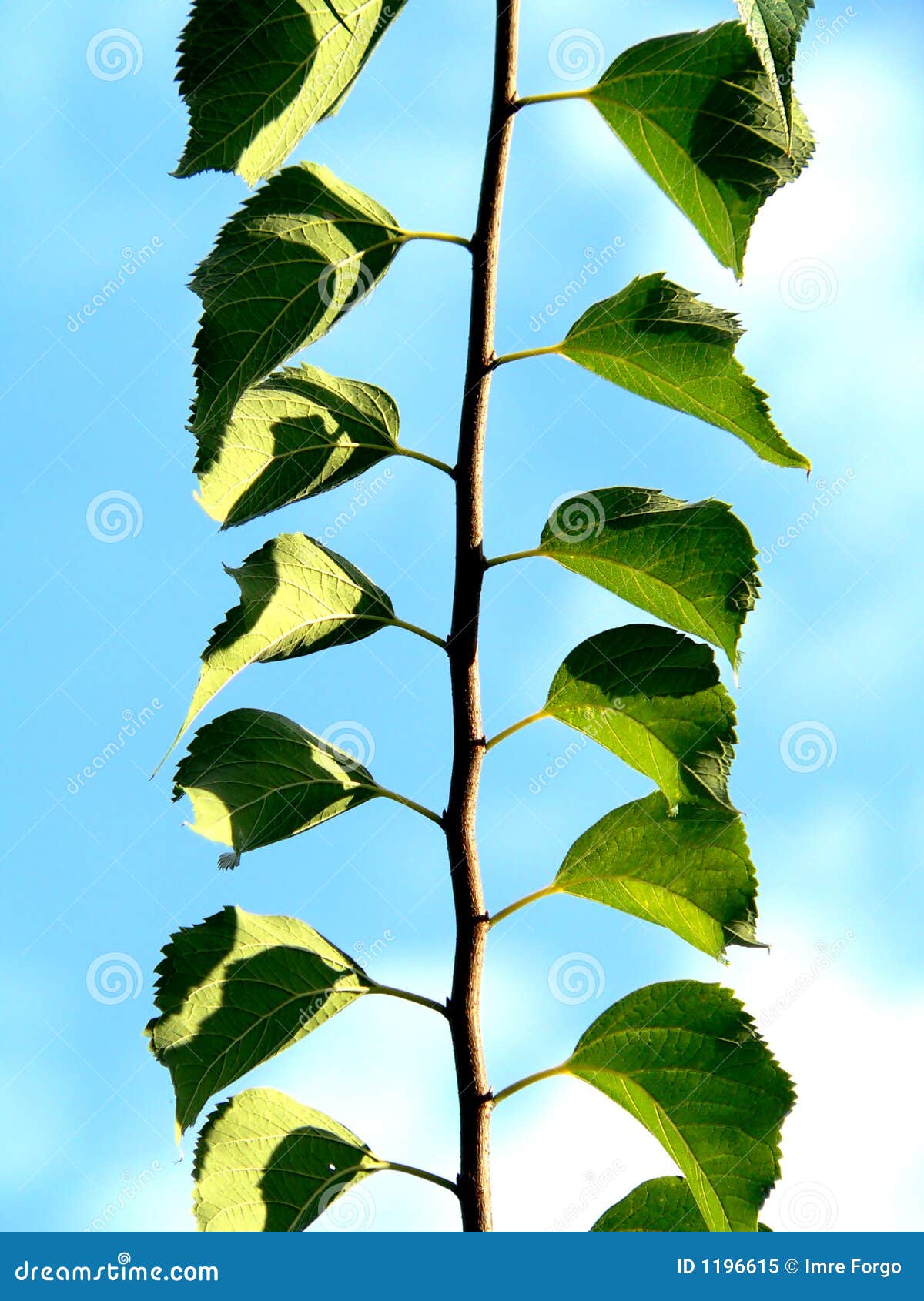 Clean leaves stock image. Image of wood, closeup, green - 1196615