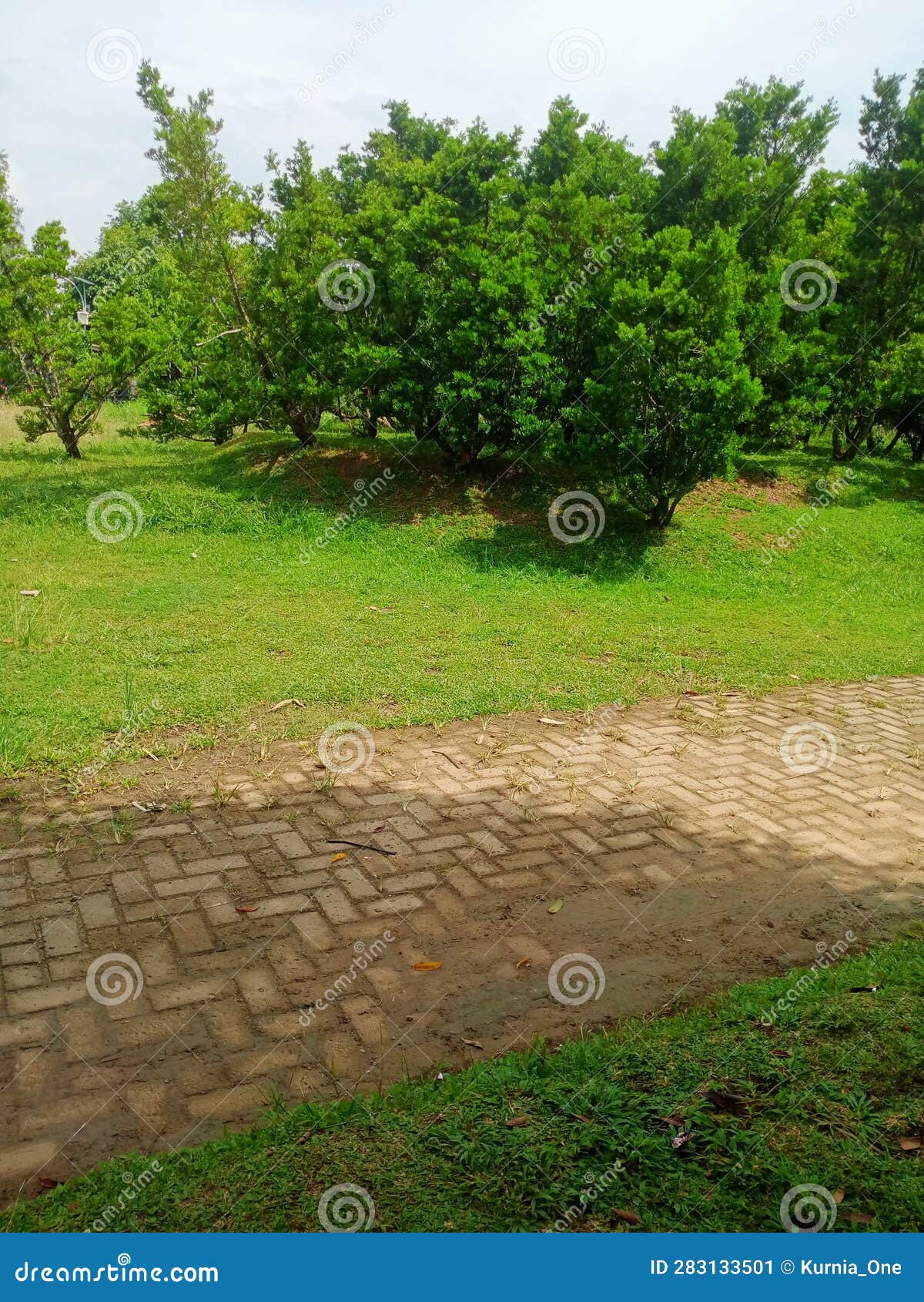Clean Park with Green Trees? Stock Image - Image of green, natural ...