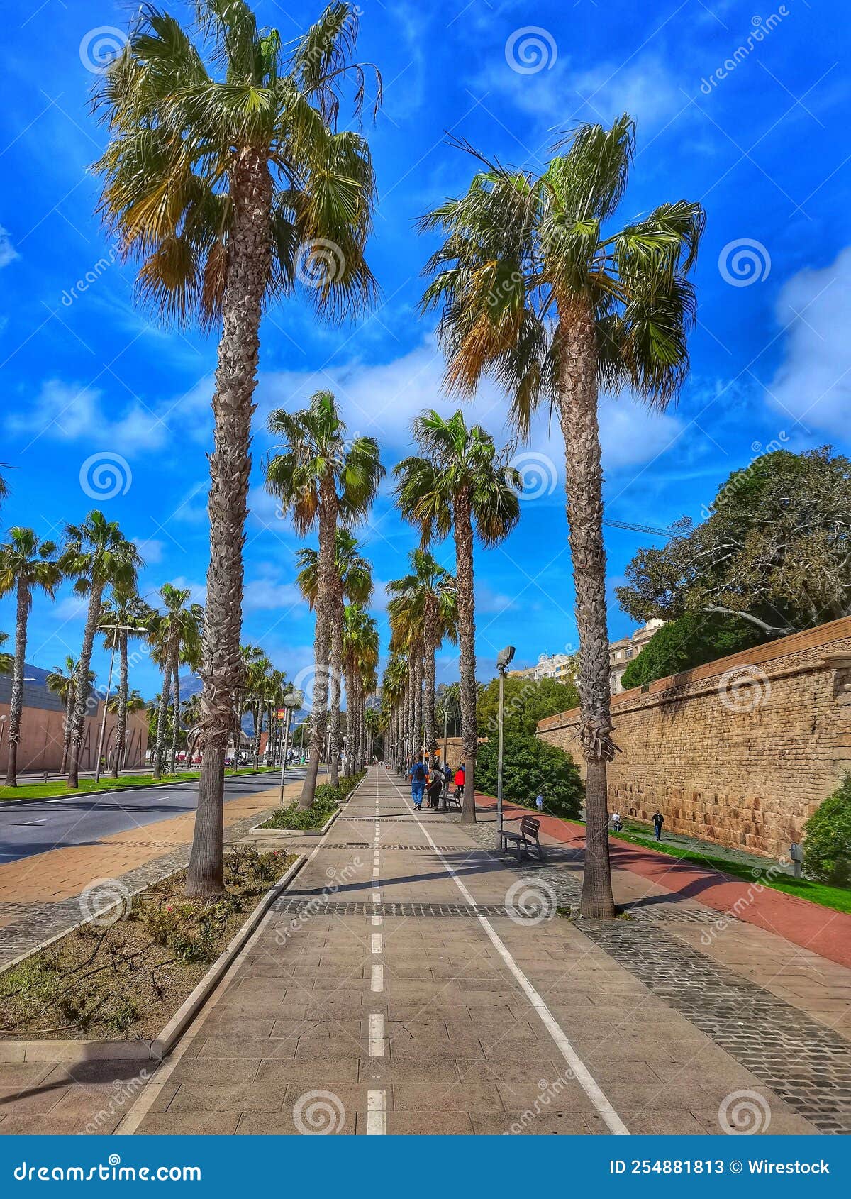 Clean Path Road between Palms Under Blue Cloudy Sky Stock Image - Image ...