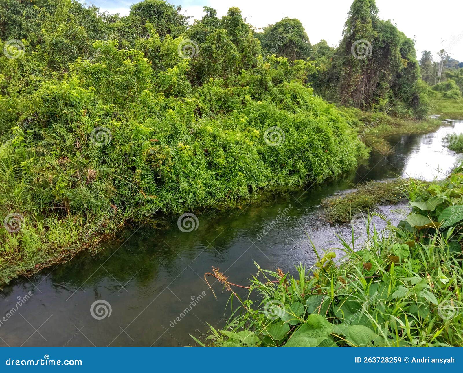 Clean River and Lush Vegetation Stock Image - Image of vegetation ...
