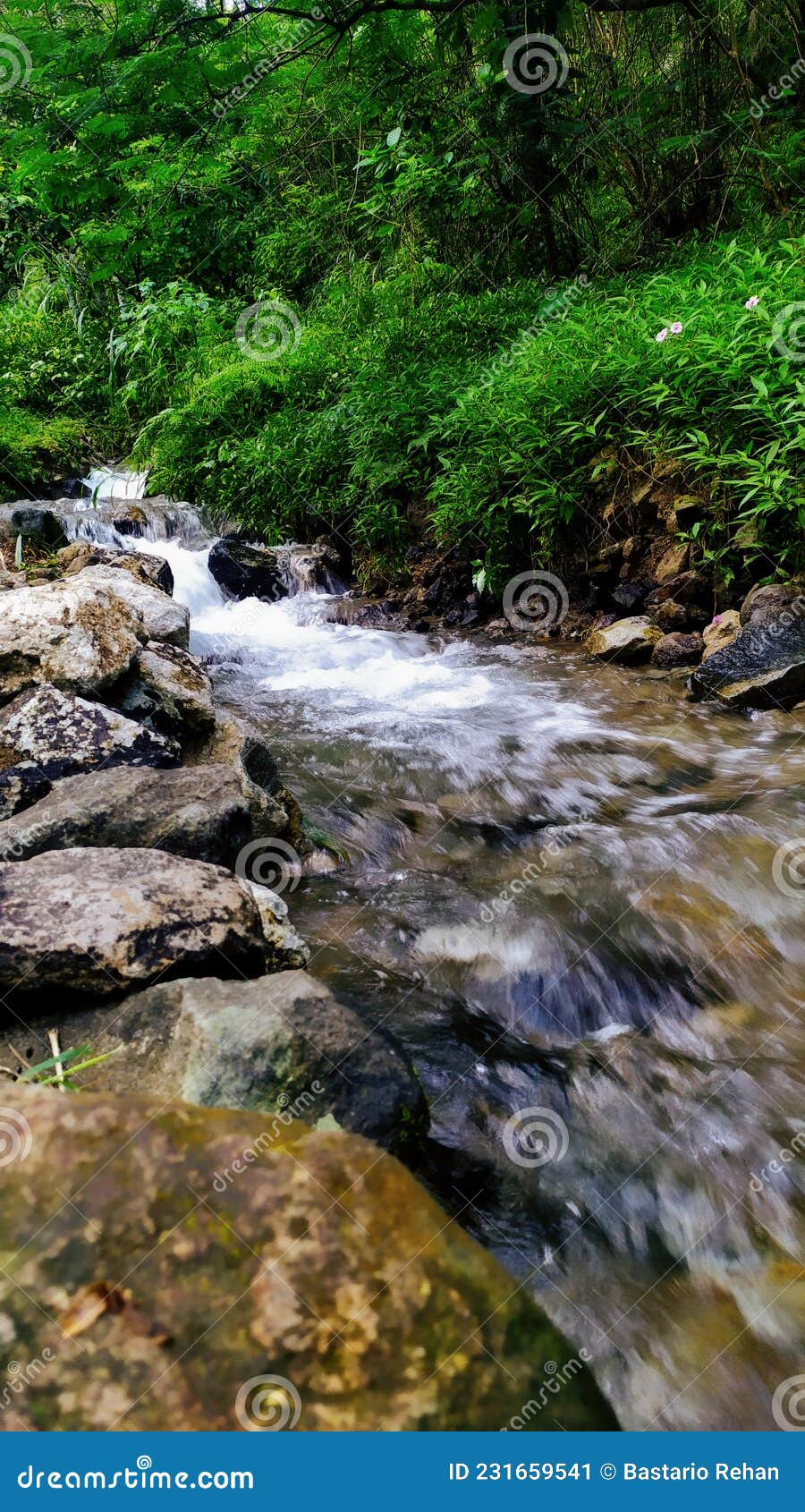 The Clean River from Mountain with a Green Forest Stock Image - Image ...