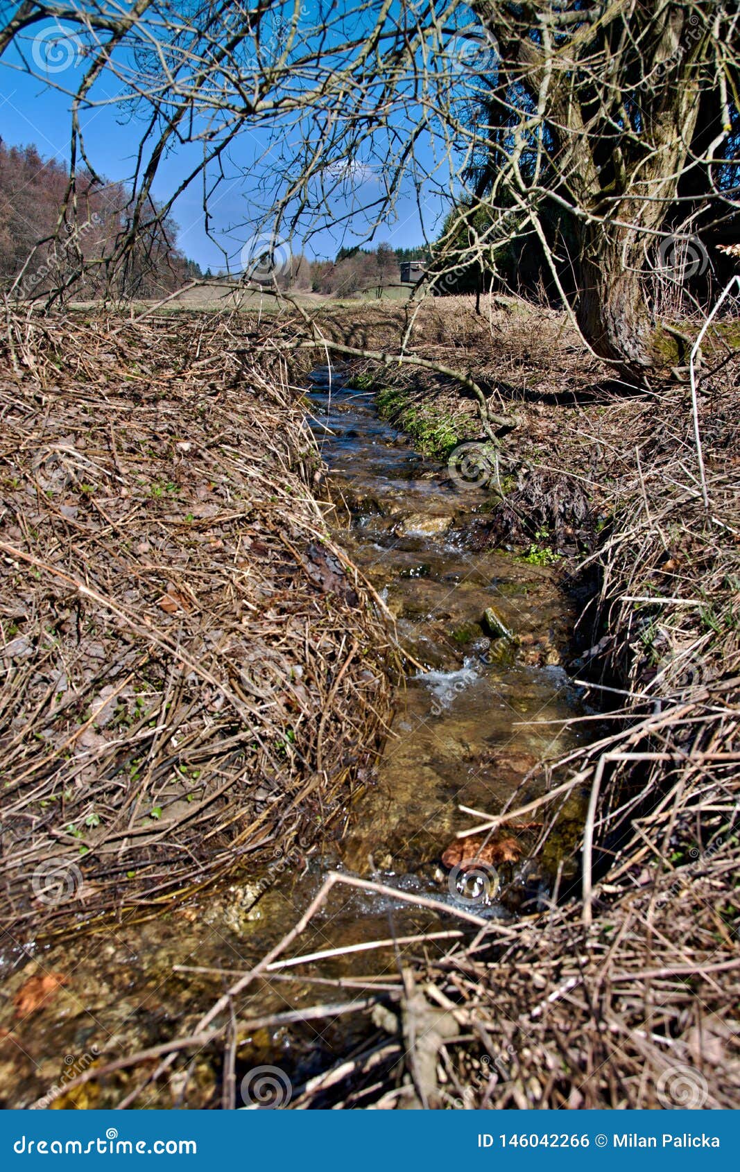 Clean spring water stream stock photo. Image of green - 146042266