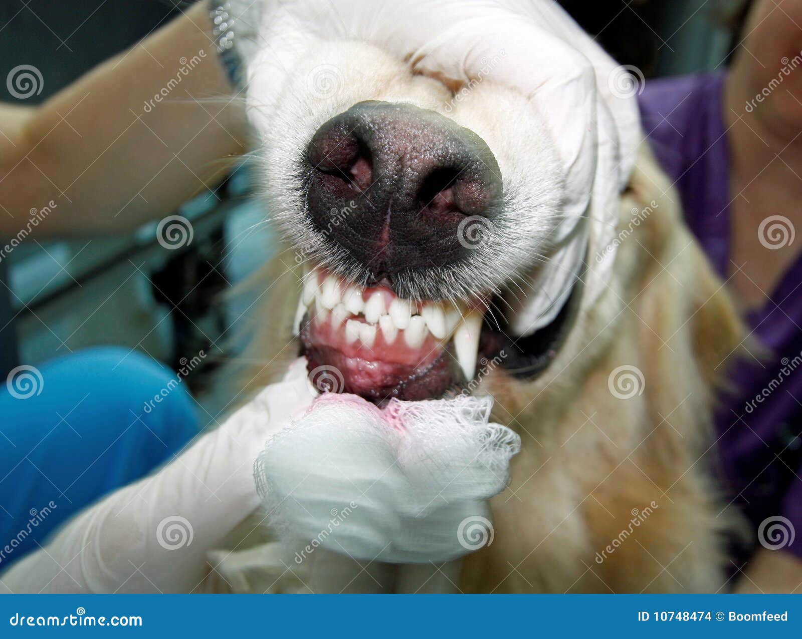 Clean Teeth stock photo. Image of animal, career, exam - 10748474