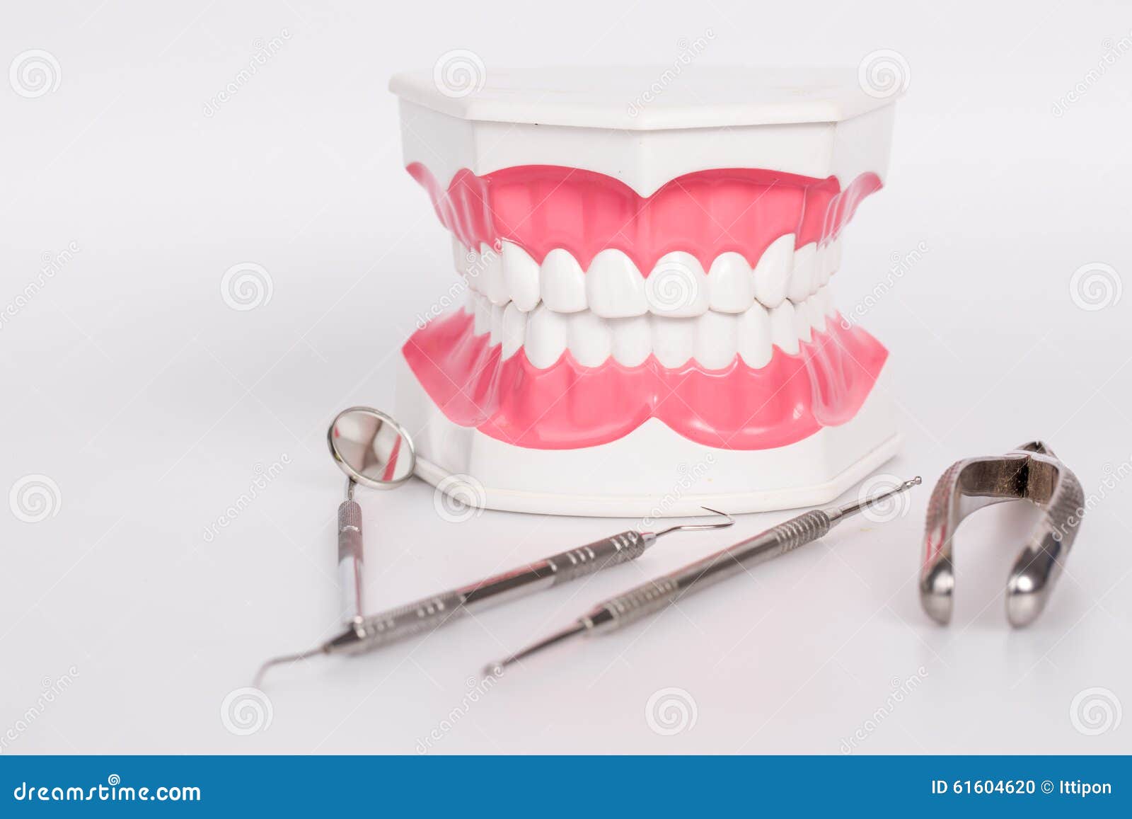 Clean Teeth Denture, Dental Jaw Model Stock Photo - Image of health ...