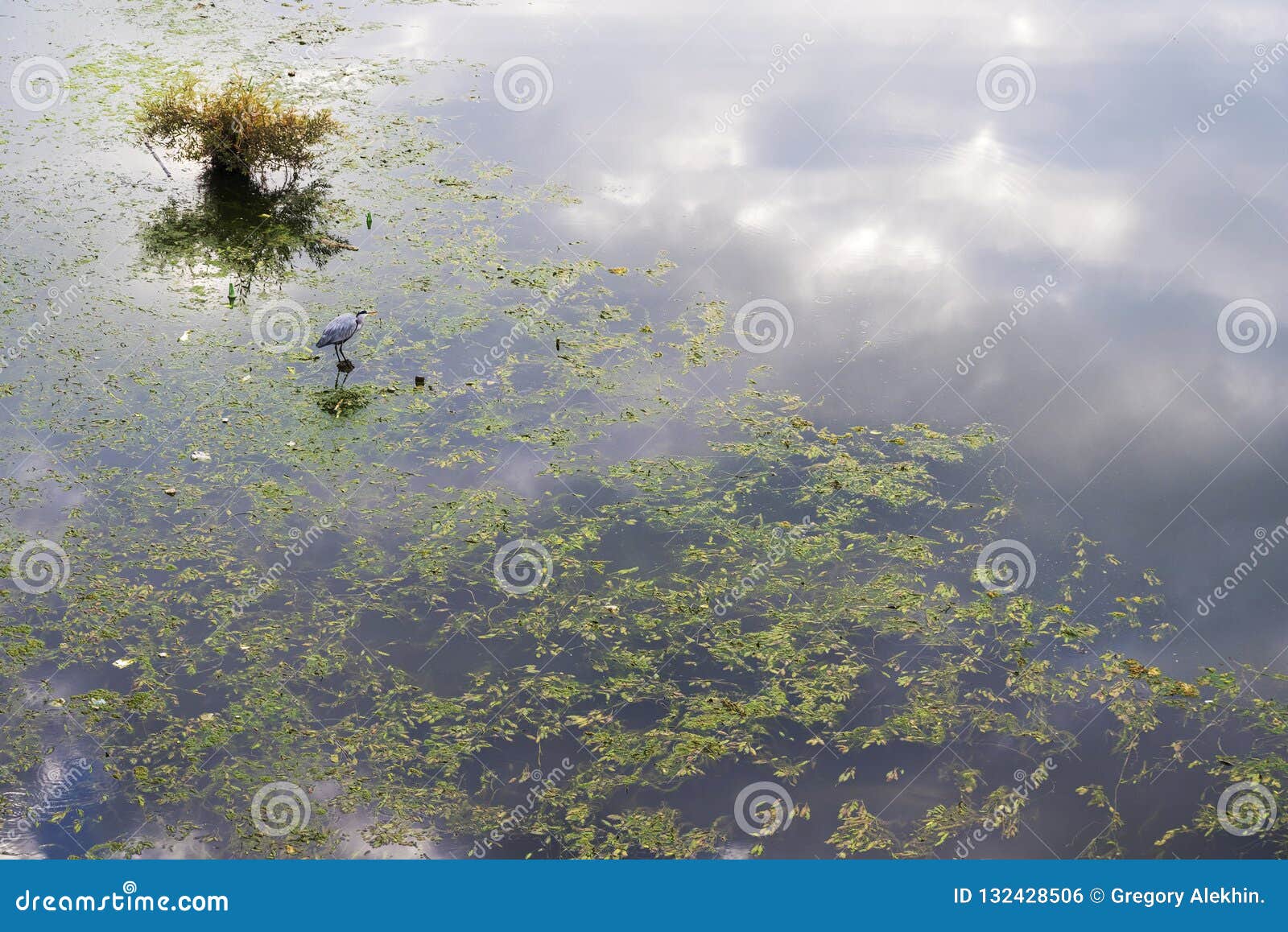 Clean Water Close-up with Plants, Top View Stock Photo - Image of ...