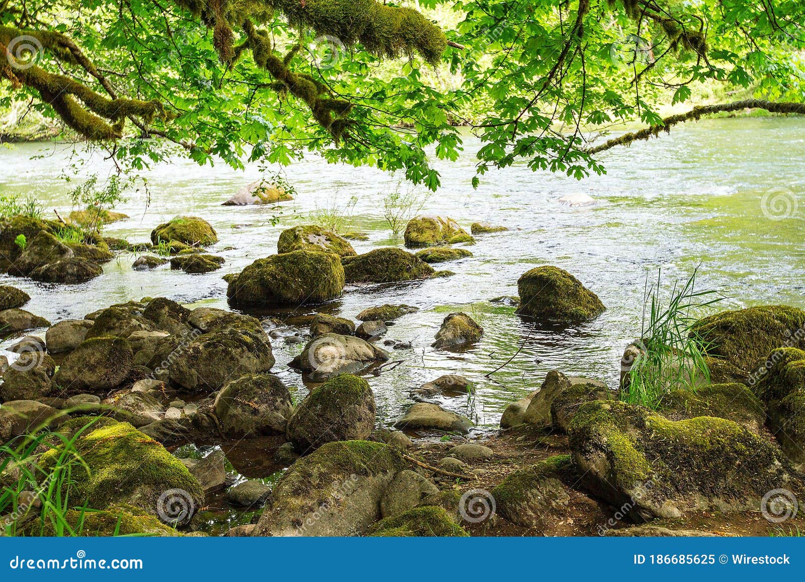 Clean Water Flowing through Rocky River Stock Image - Image of forest ...