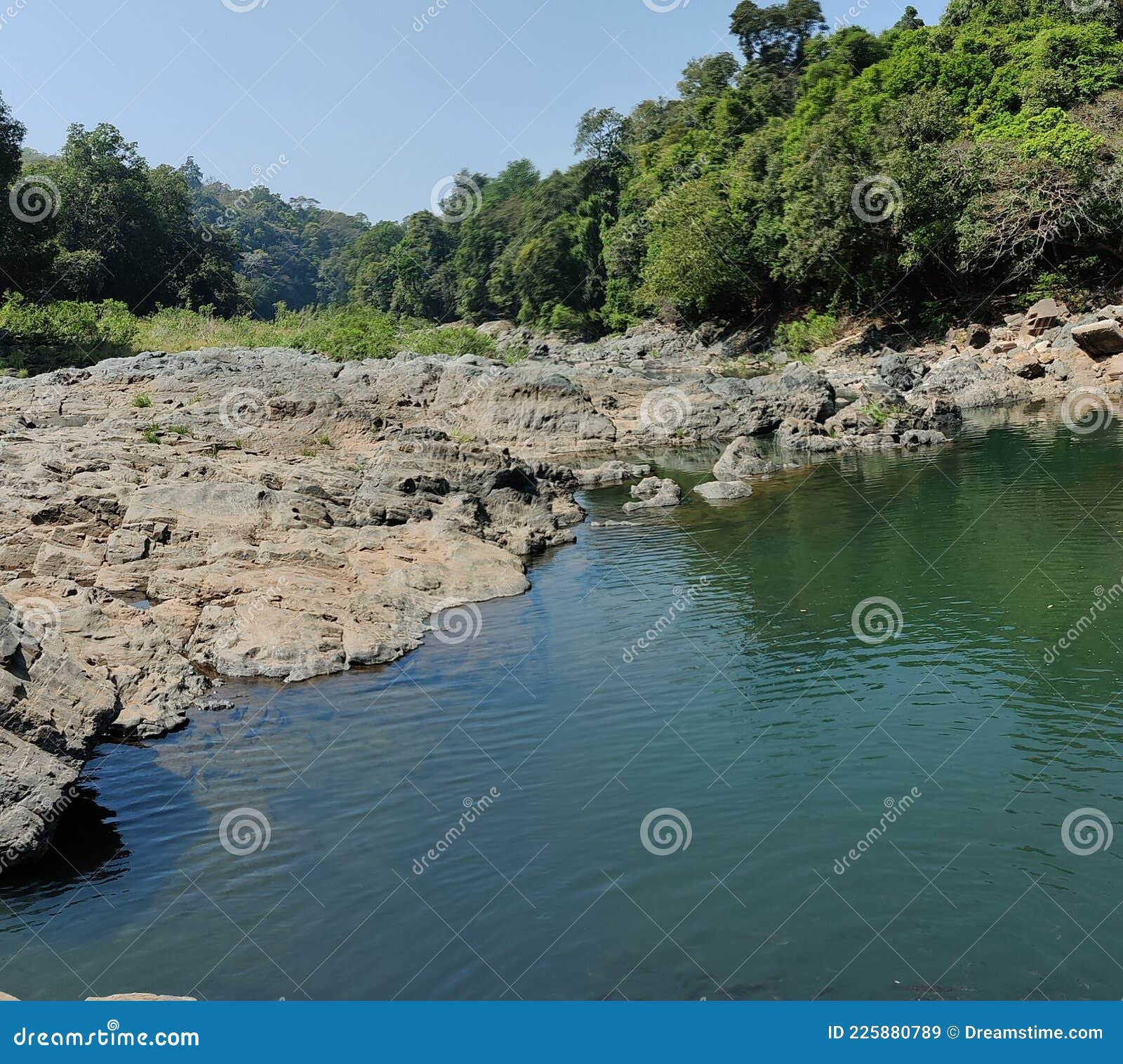 Clean Water River in Forest Stock Image - Image of stream, water: 225880789
