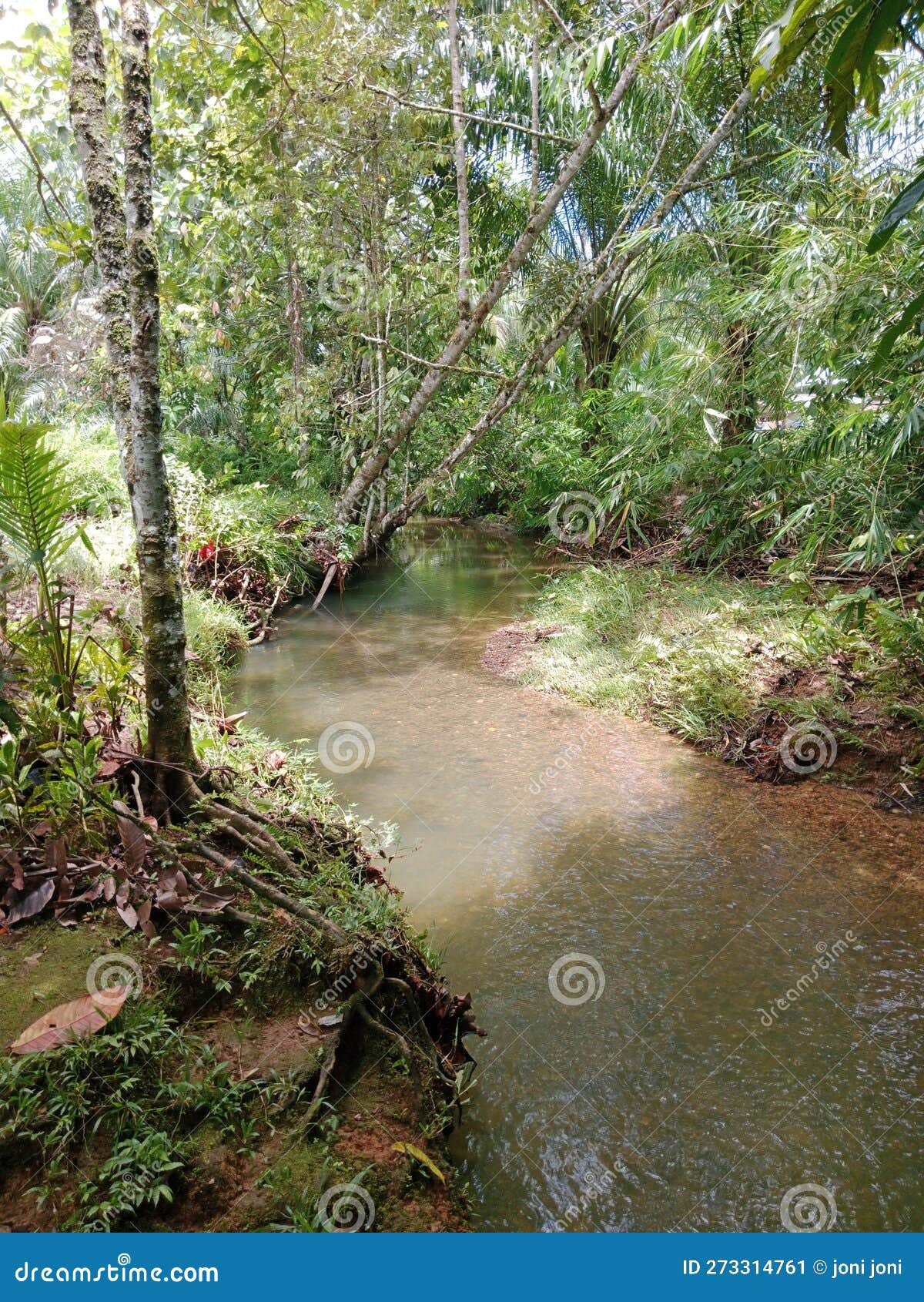 Clean Water River and Surrounding Trees Stock Image - Image of trail ...