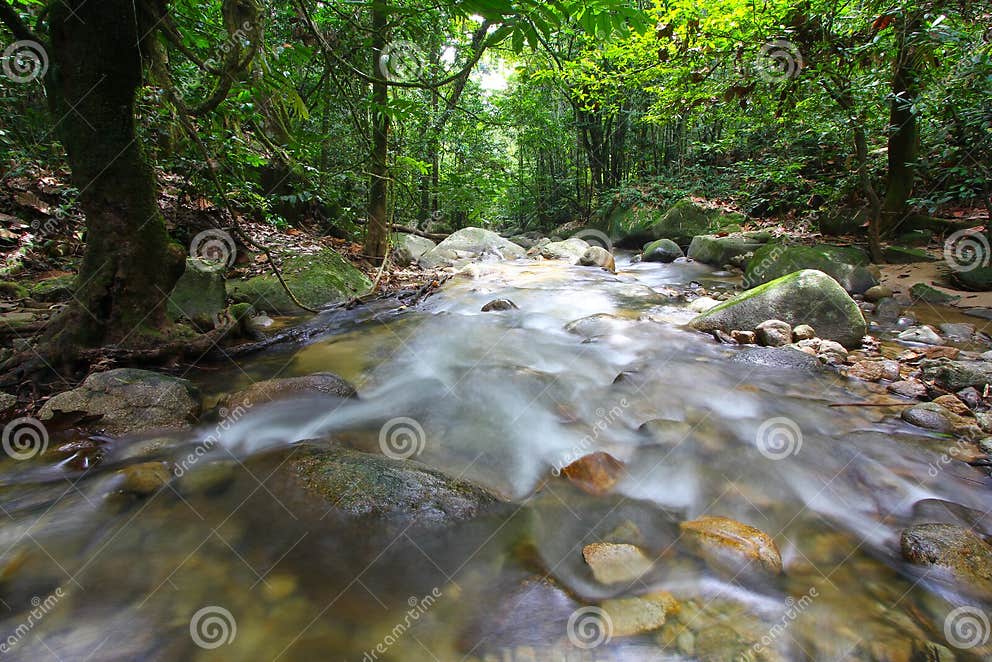 A Clean Water Stream in Rainforest Stock Image - Image of jungle ...