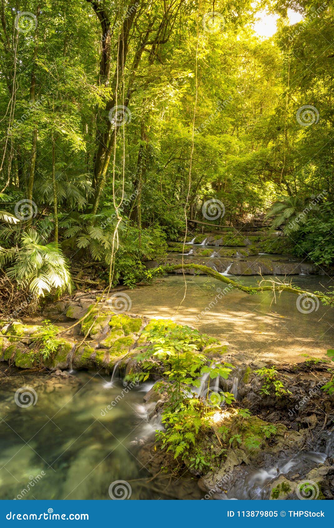 Mexico Jungle Waterfalls stock image. Image of palenque - 113879805