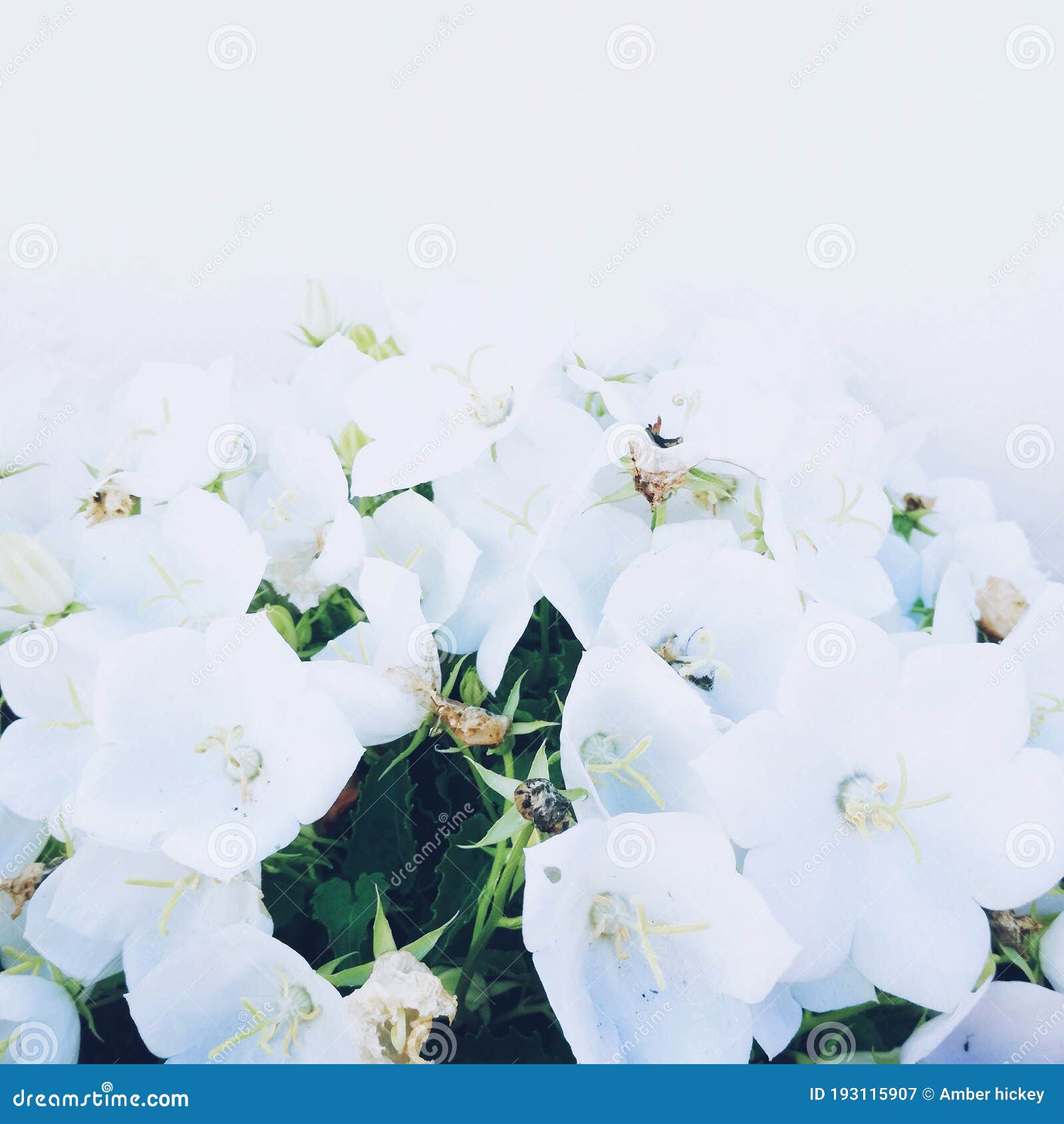 Clean white flowers stock image. Image of pink, white - 193115907