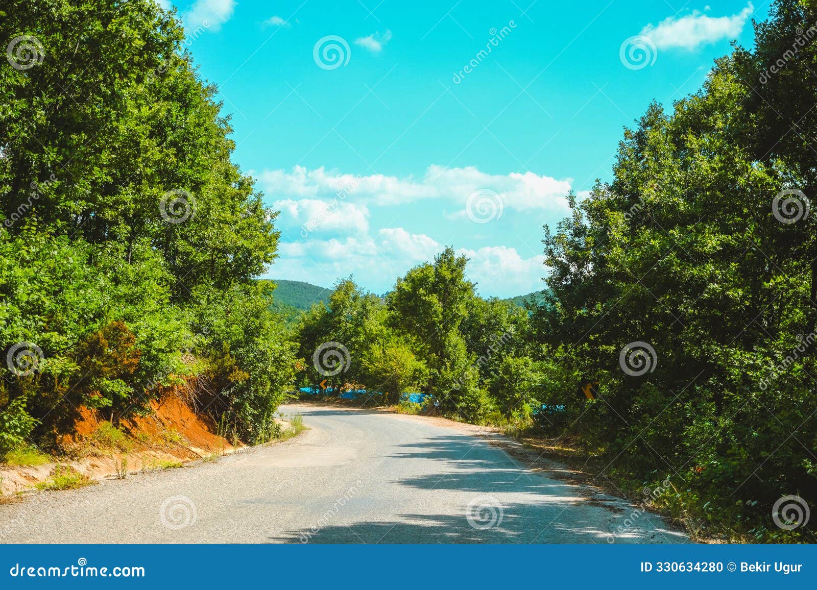 Forest Road with Trees on Both Sides Stock Photo - Image of trees ...