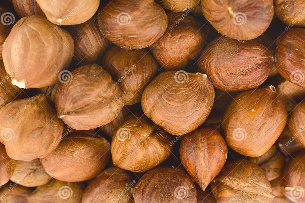 The cleaned filbert stock image. Image of hazel, fruit - 11299545