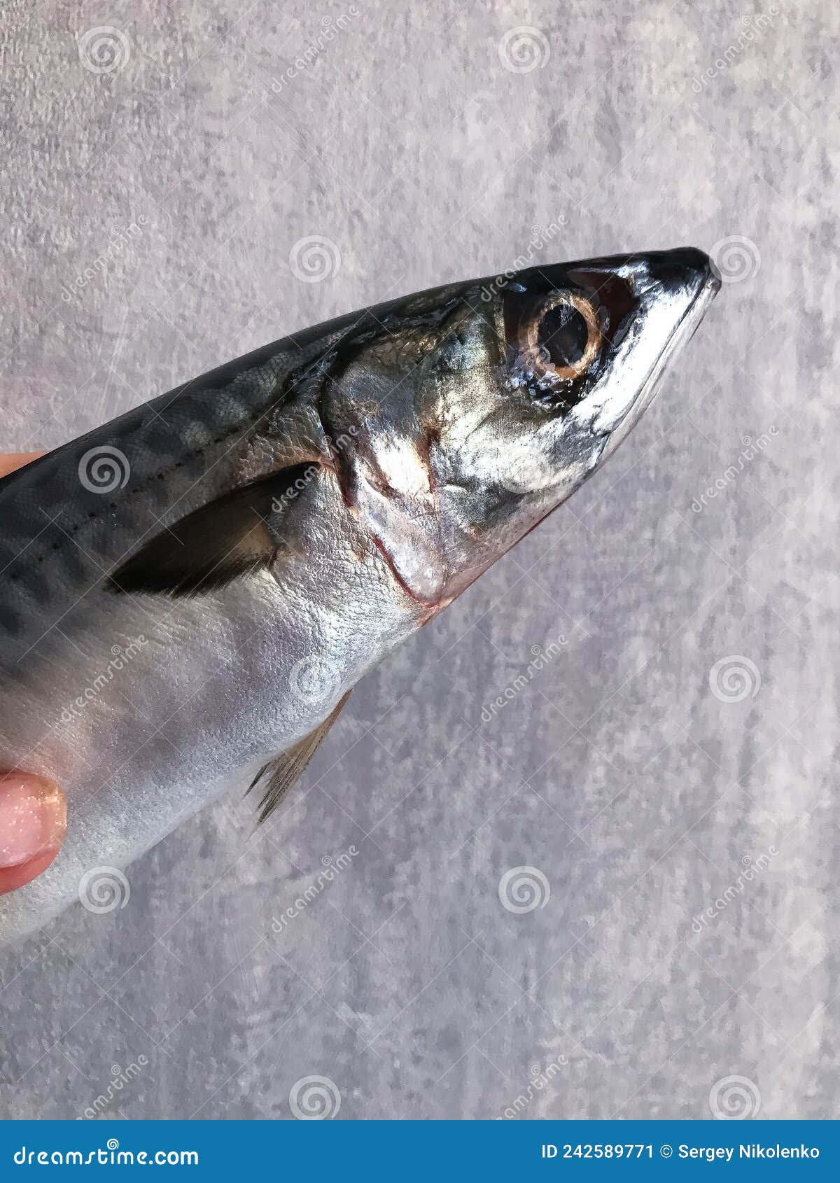 Cleaned and Ready To Cook Fresh Fish Horse Mackerel, Istavrit Fish ...