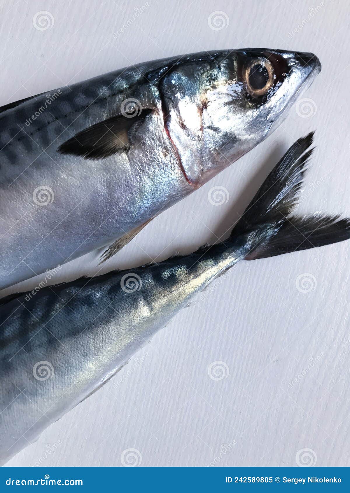 Cleaned and Ready To Cook Fresh Fish Horse Mackerel, Istavrit Fish ...