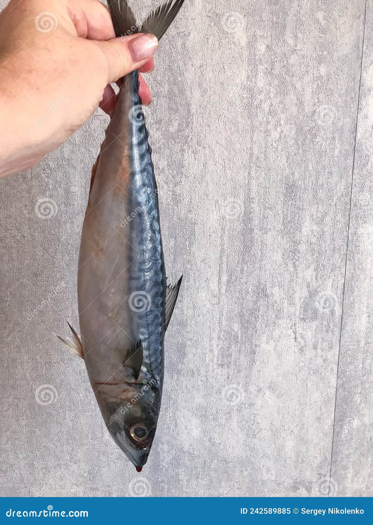 Cleaned and Ready To Cook Fresh Fish Horse Mackerel, Istavrit Fish ...