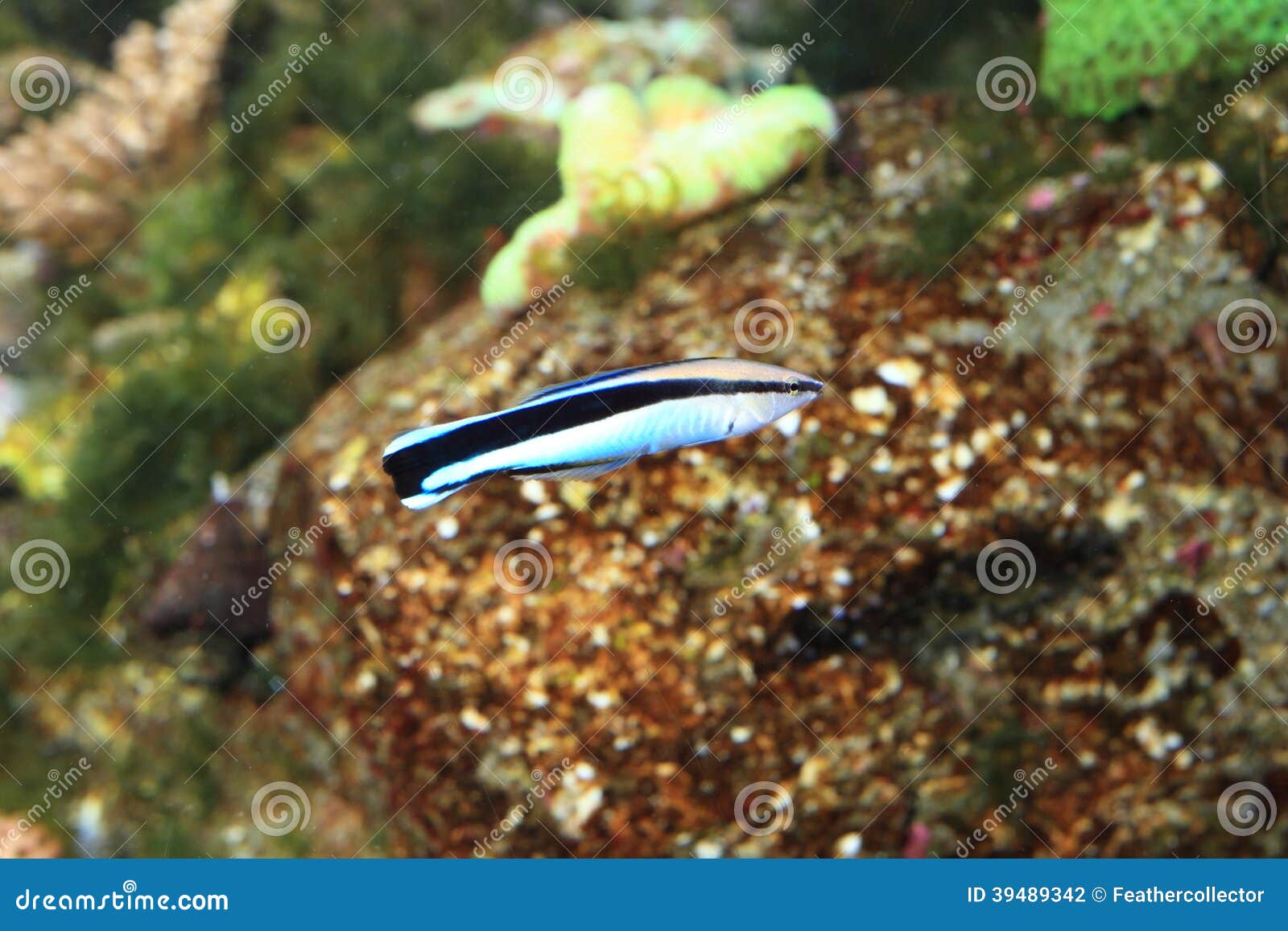 Cleaner Common Wrasse stock photo. Image of dimidiatus - 39489342