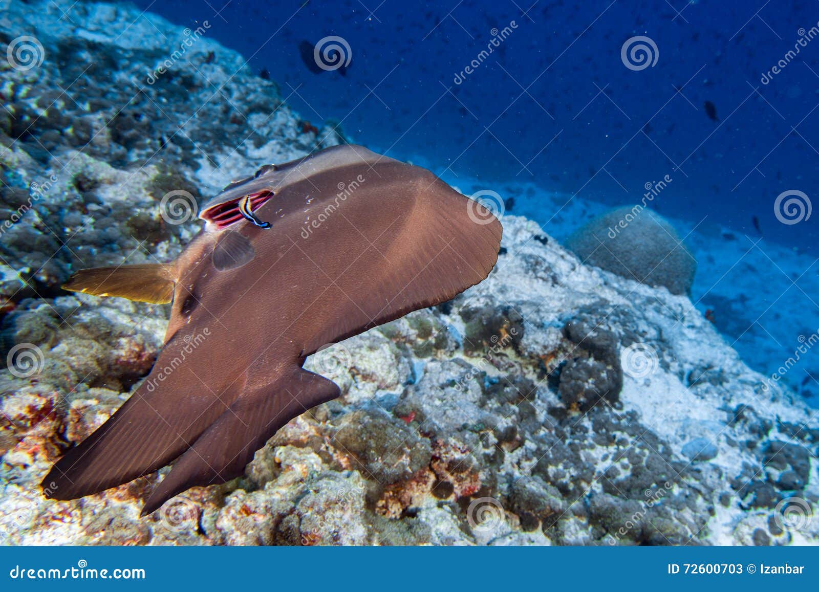 Cleaner Fish Bluestreak Cleaner Wrasse And Black Parrotfish In Red Sea ...