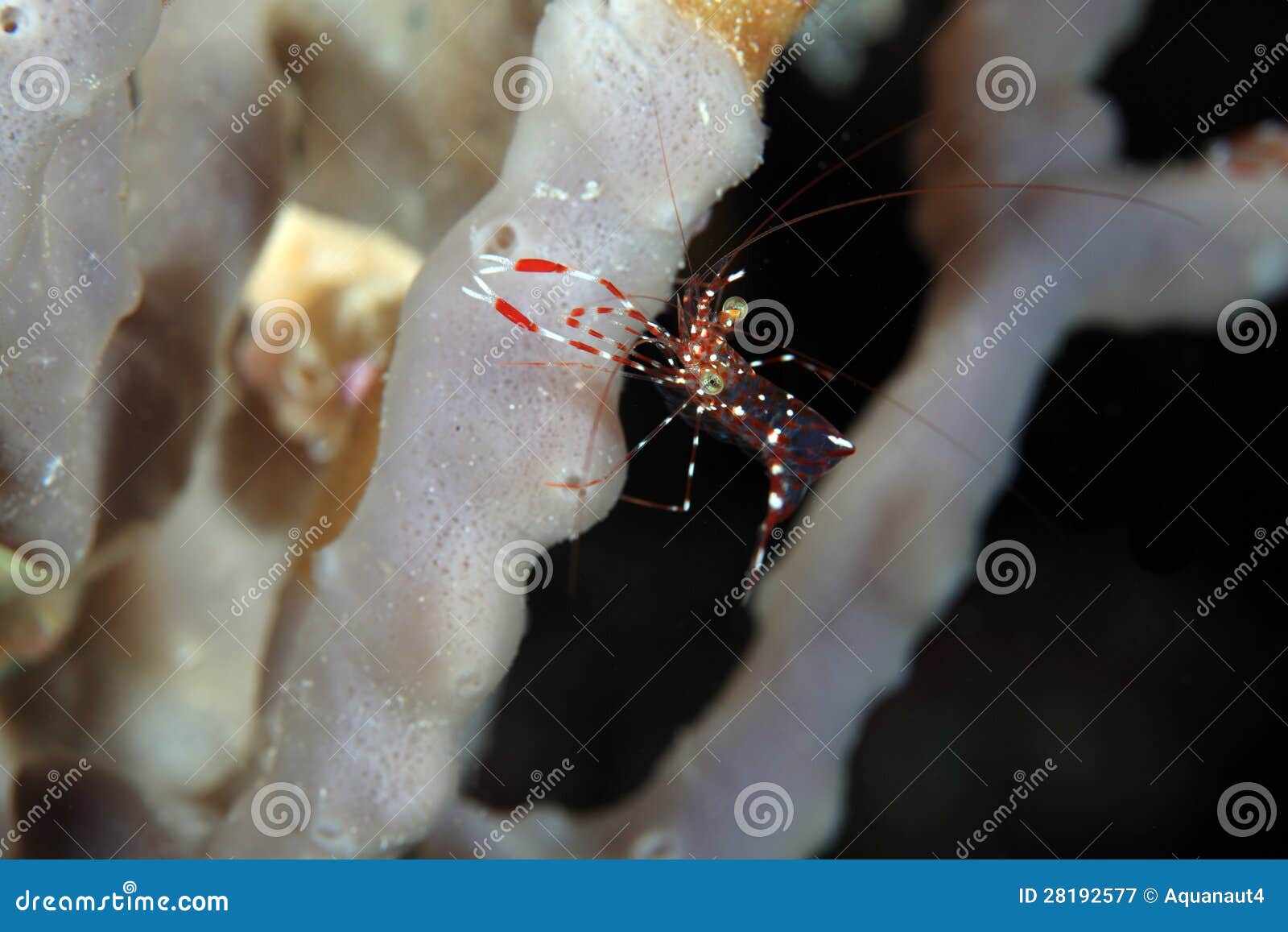 Cleaner shrimp stock image. Image of nemo, diving, deep - 28192577