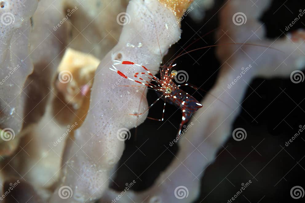 Cleaner shrimp stock image. Image of nemo, diving, deep - 28192577