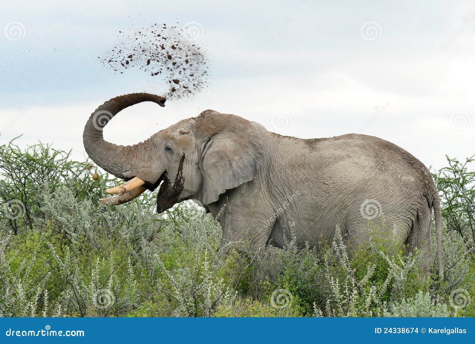 Cleaning stock photo. Image of elephant, cleanup, etosha - 24338674