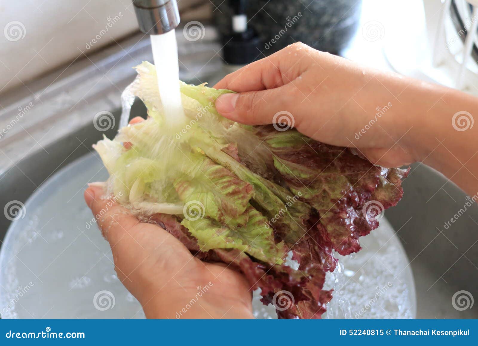 Cleaning cabbage stock image. Image of holding, person - 52240815