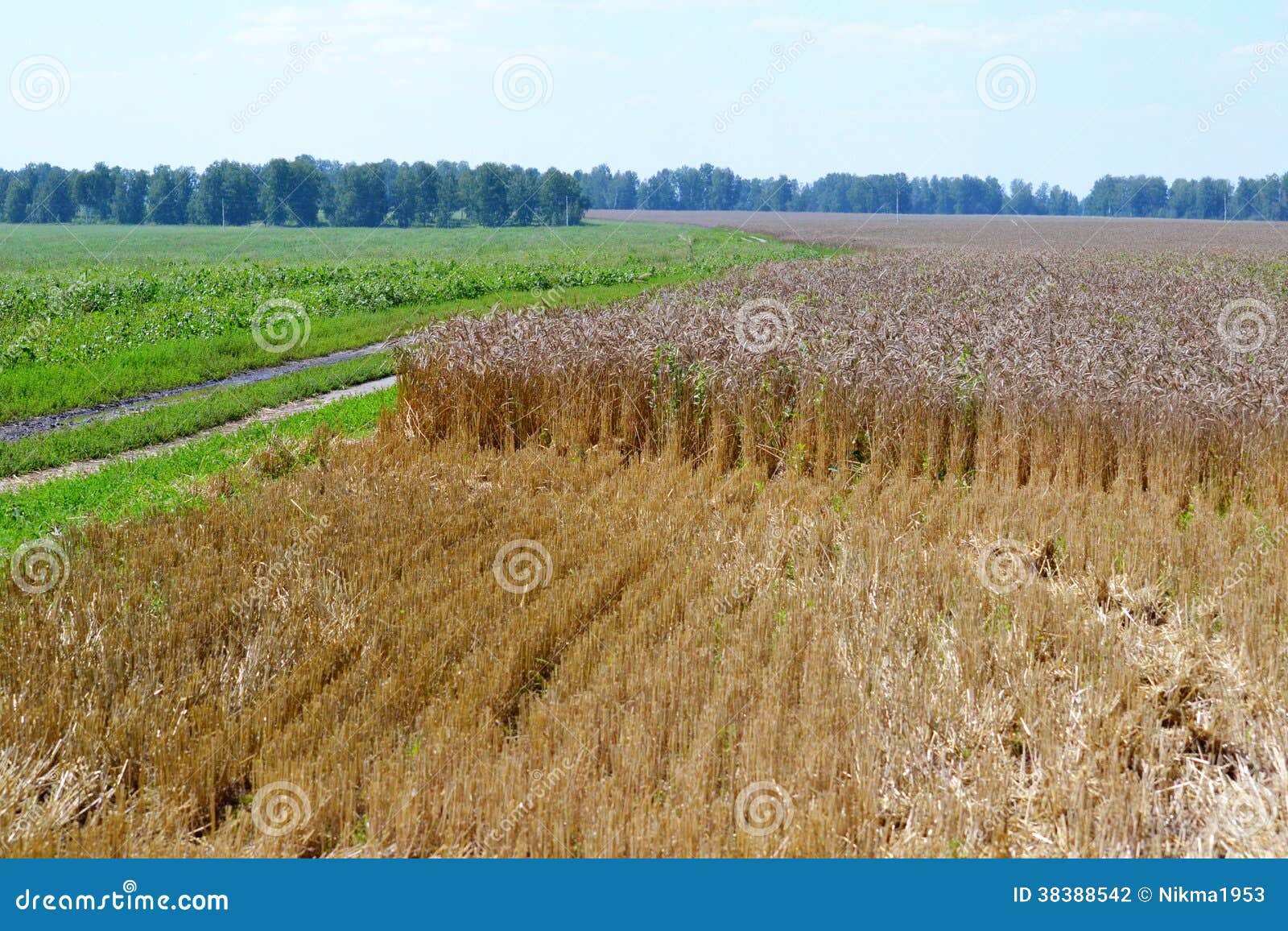 Cleaning corn stock photo. Image of farming, straw, swingletree - 38388542