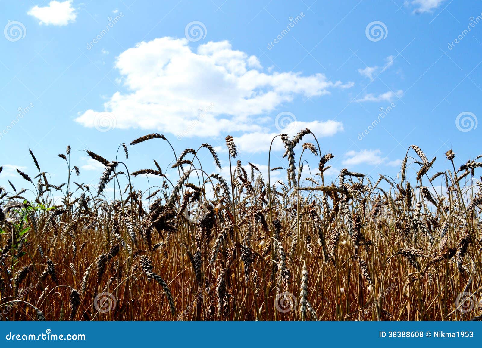 Cleaning corn stock photo. Image of blue, nature, straw - 38388608