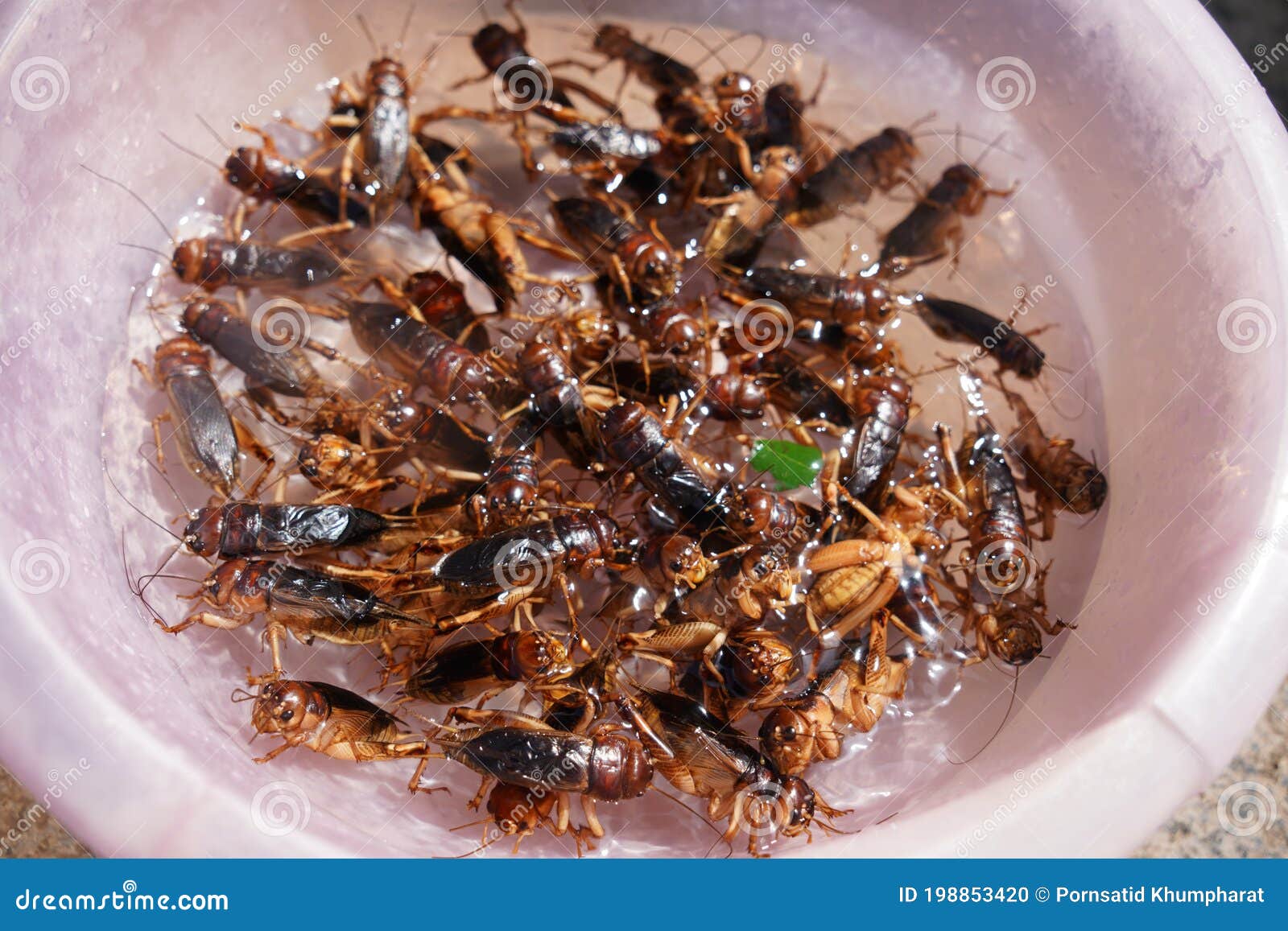 Cleaning Crickets for Cooking Stock Photo - Image of gourmet, house ...
