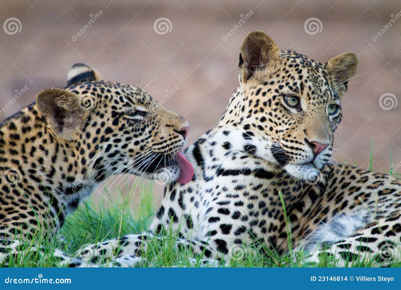 Cleaning cubs stock photo. Image of safari, tongue, large - 23146814